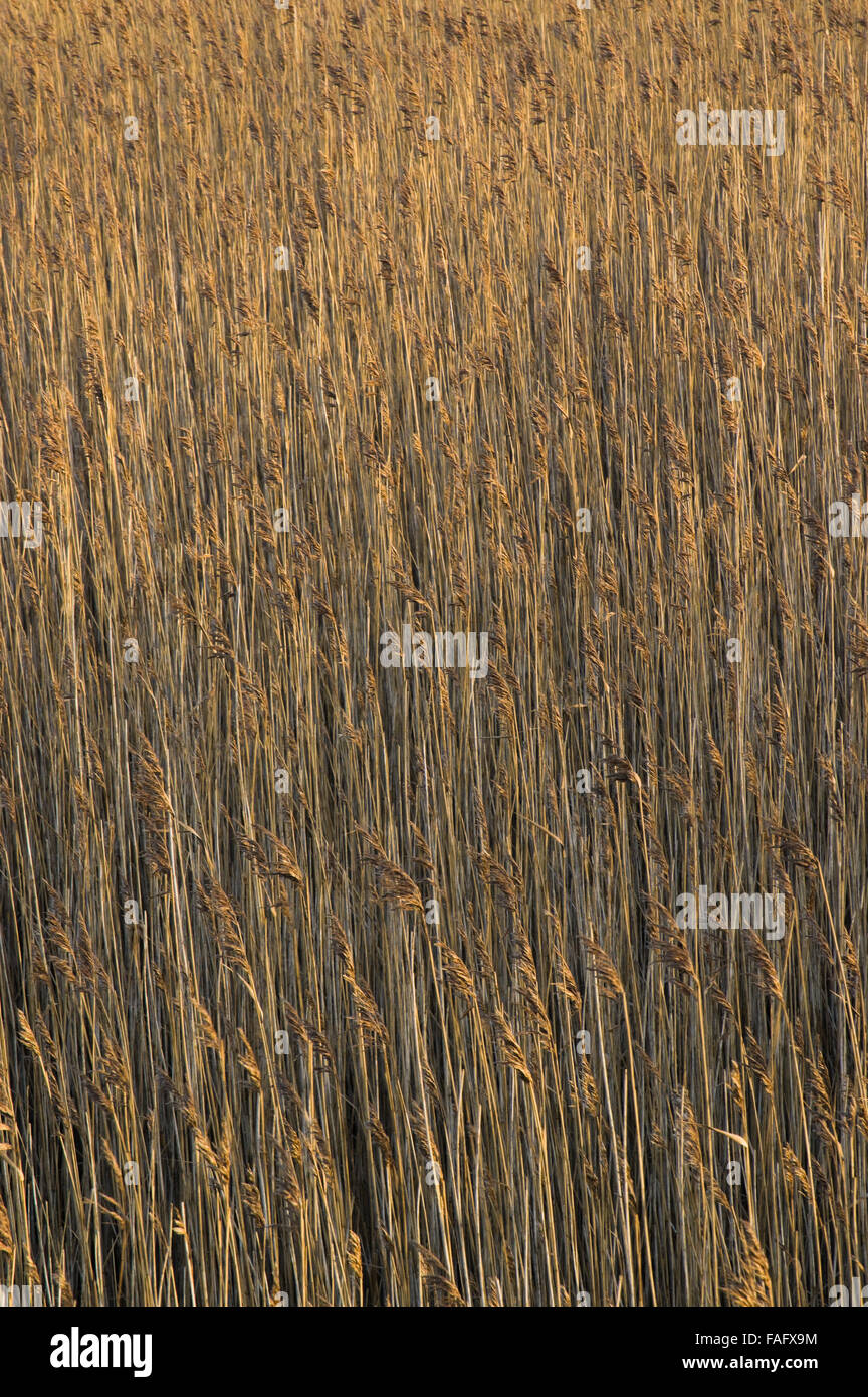 Golden light sunset hi-res stock photography and images - Alamy