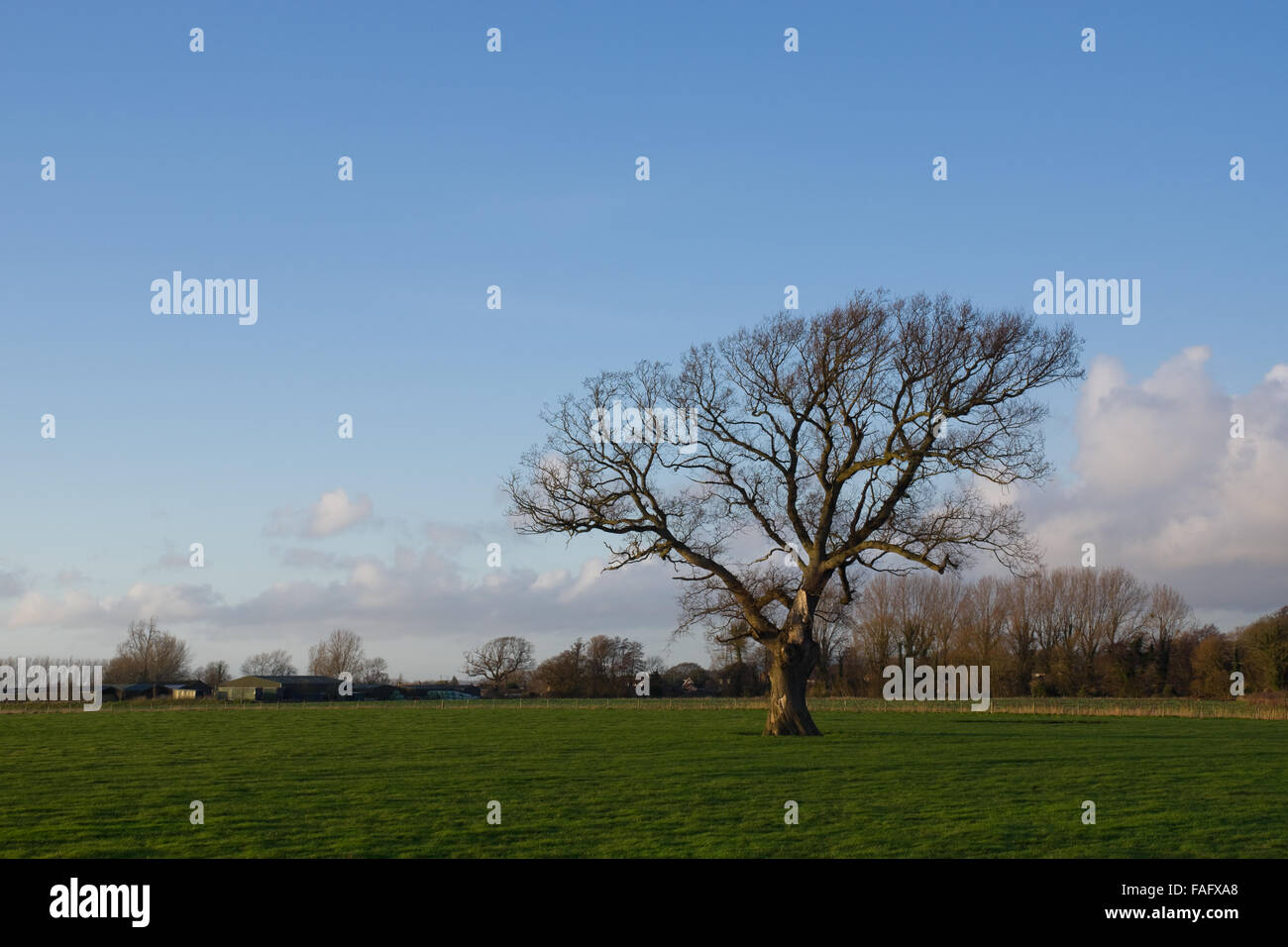 Tree Without Leaves Winter High Resolution Stock Photography and Images ...