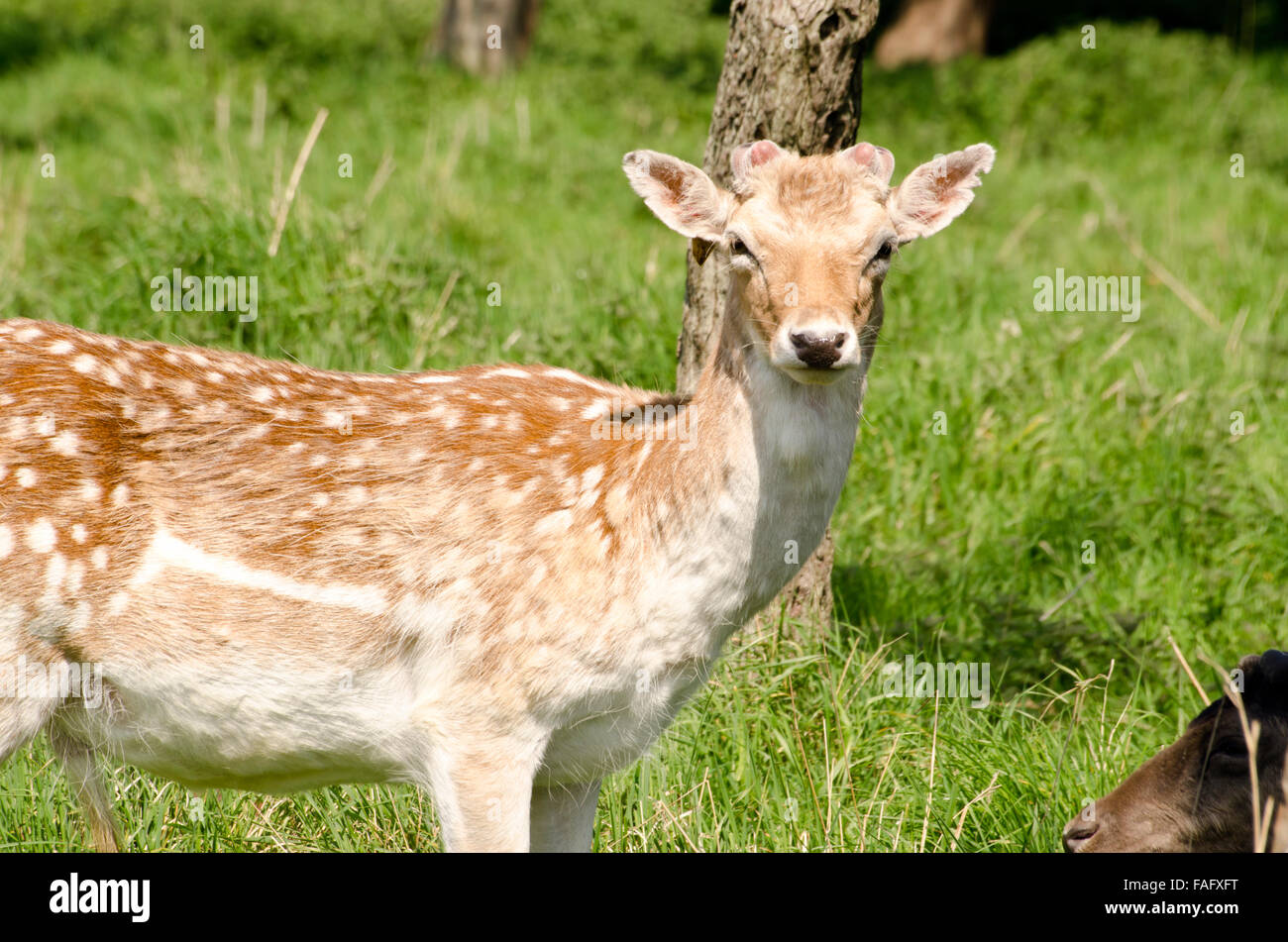 Deer staring hi-res stock photography and images - Alamy