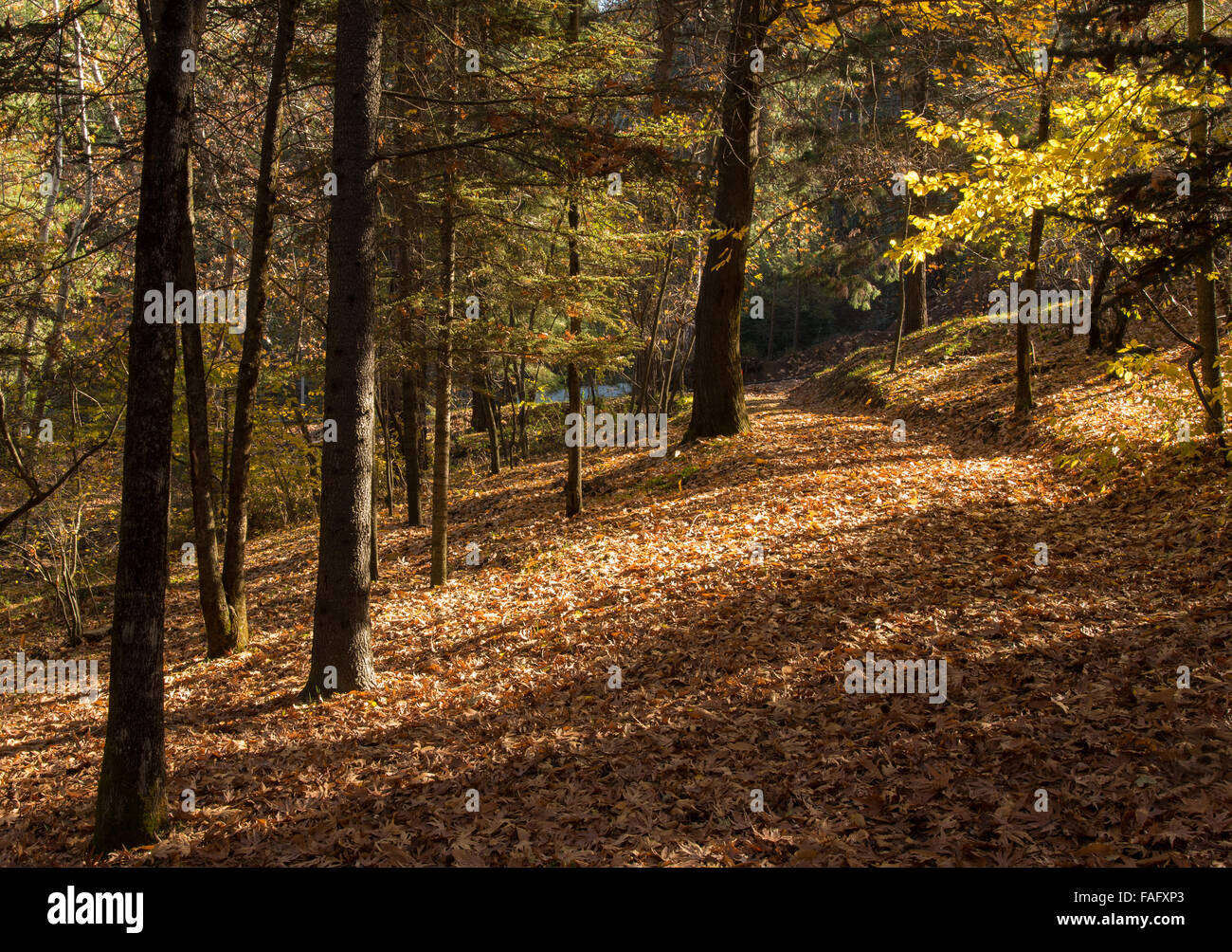 Autumn forest landscape with maple yellow leaves on the ground at ...