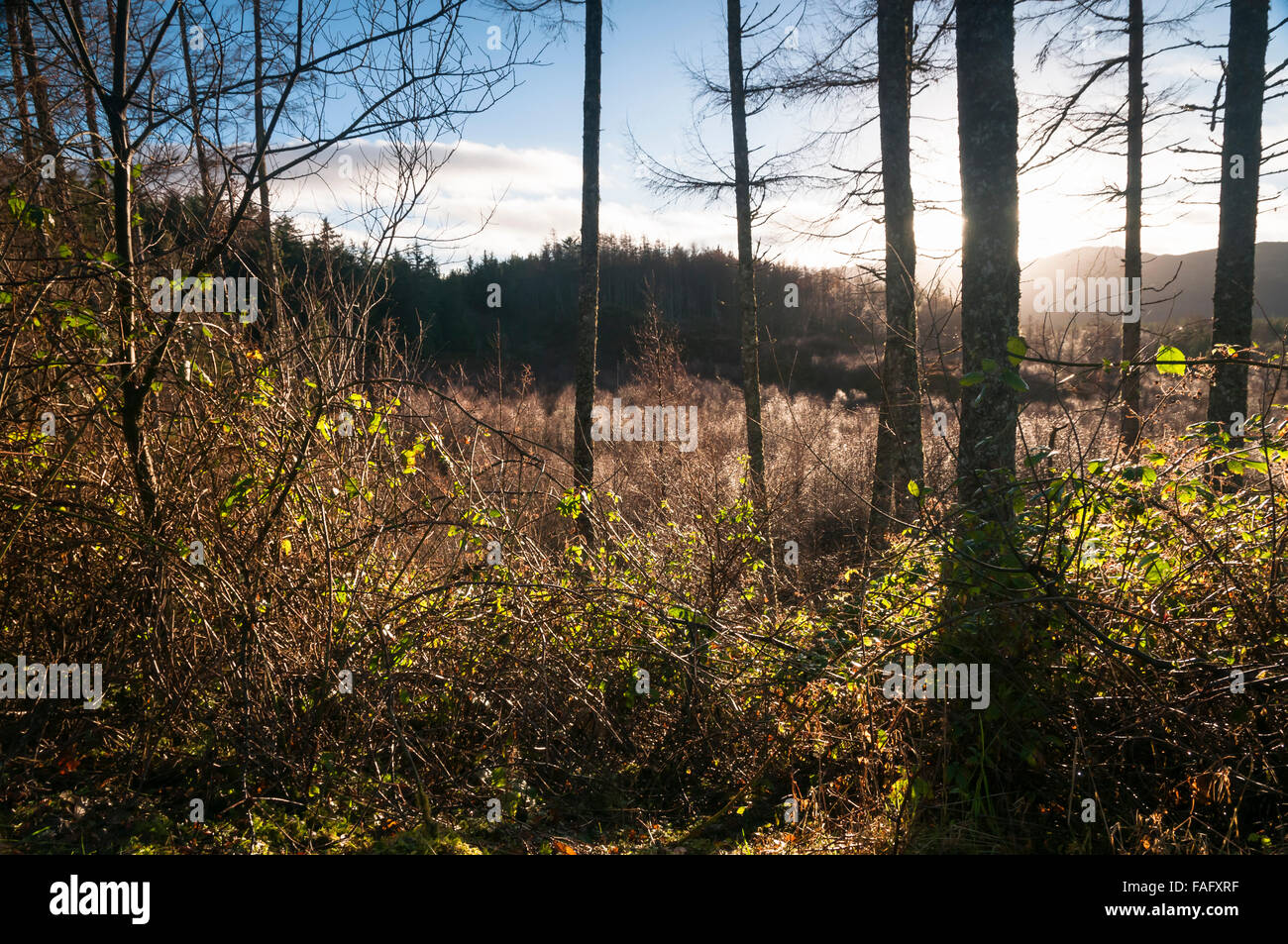 Looking through tall mature Silver Birch, Betula pendula, trees at ...