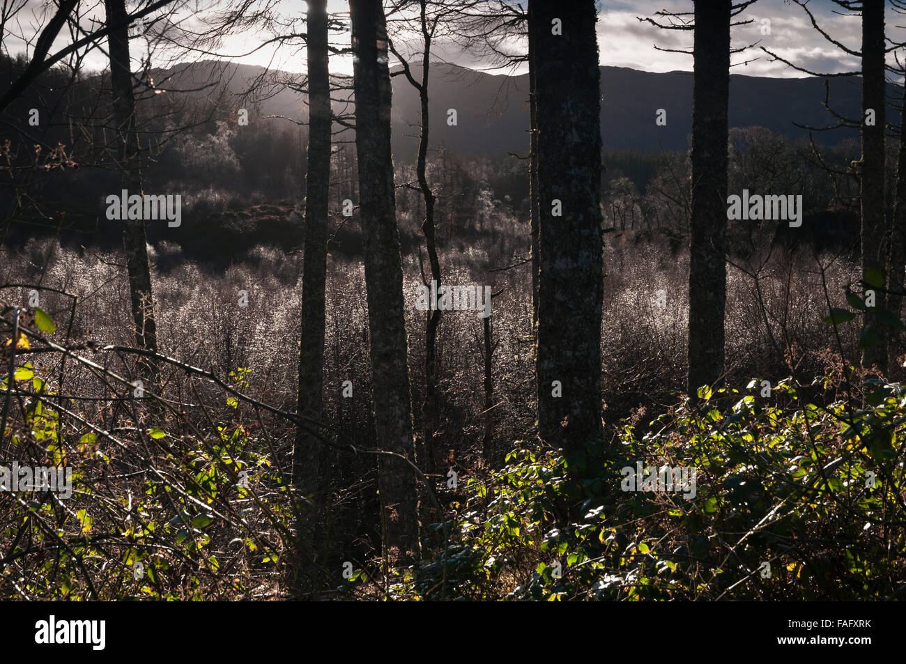 Sparkling birch tree hi-res stock photography and images - Alamy