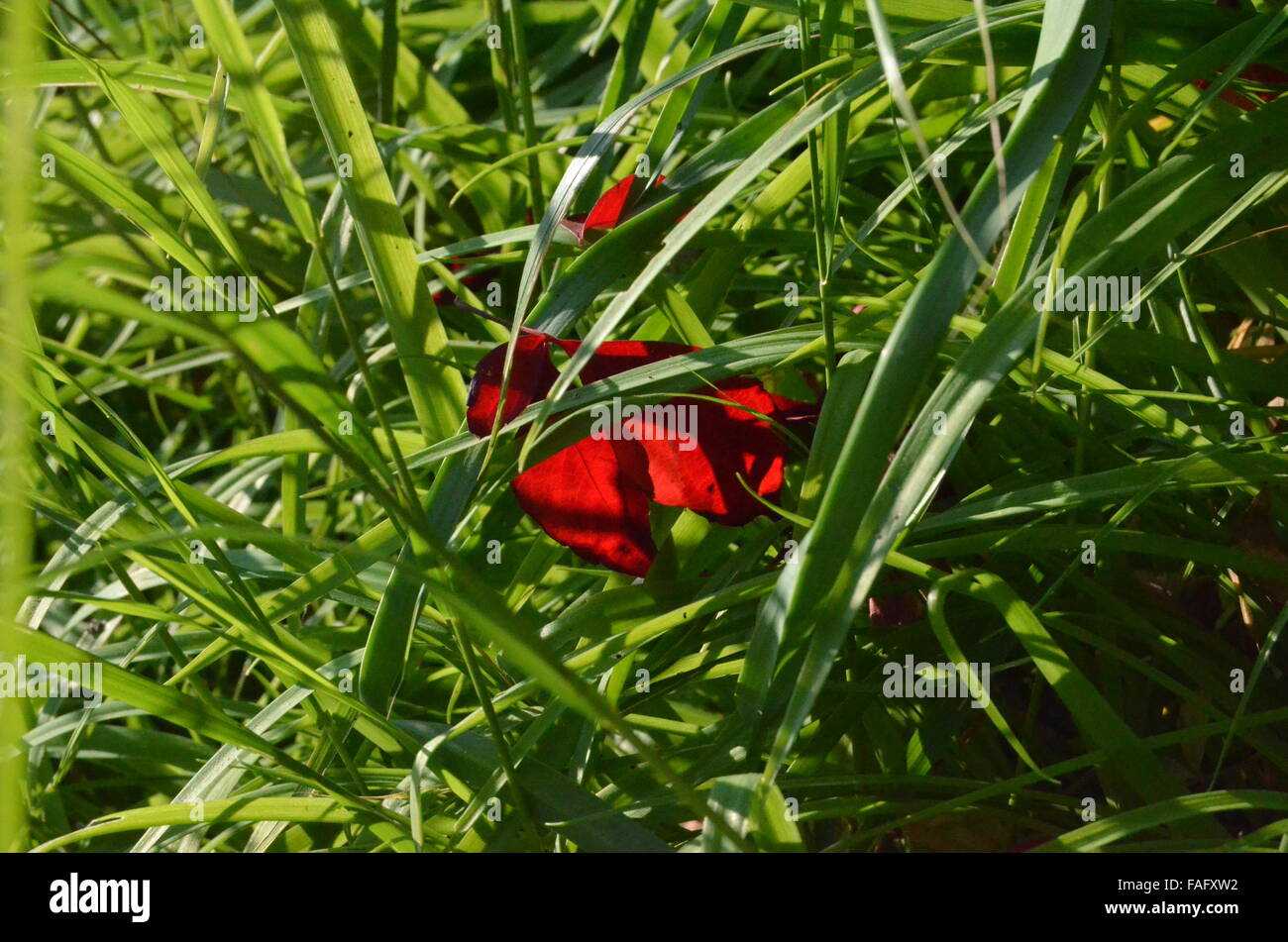 Green Grass and Red Leaf Stock Photo - Alamy