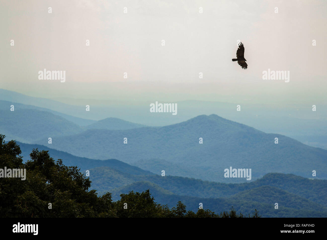 Bird flight mountains hi-res stock photography and images - Alamy
