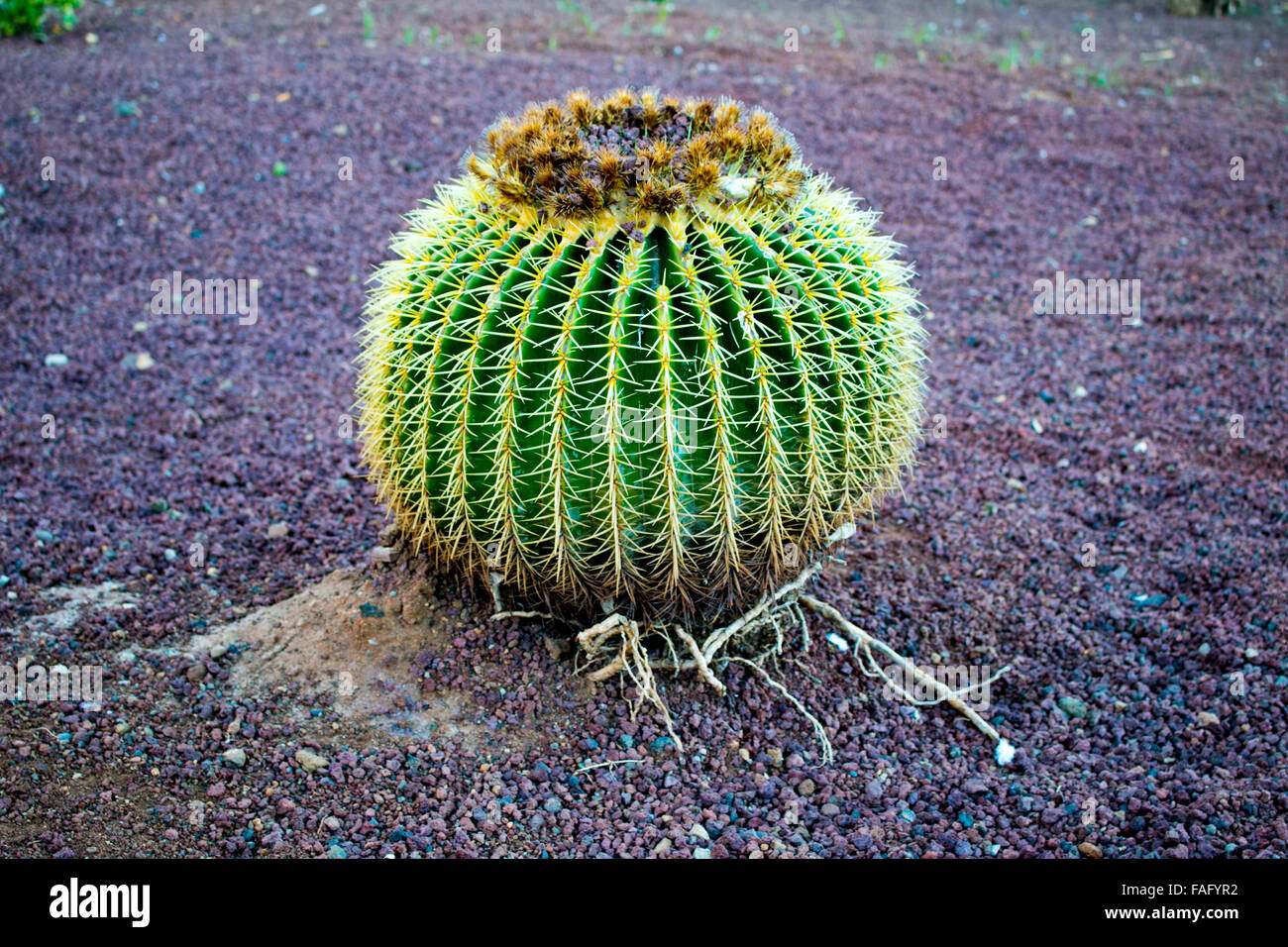 Picture of small round cactus. Photo closeup Stock Photo - Alamy