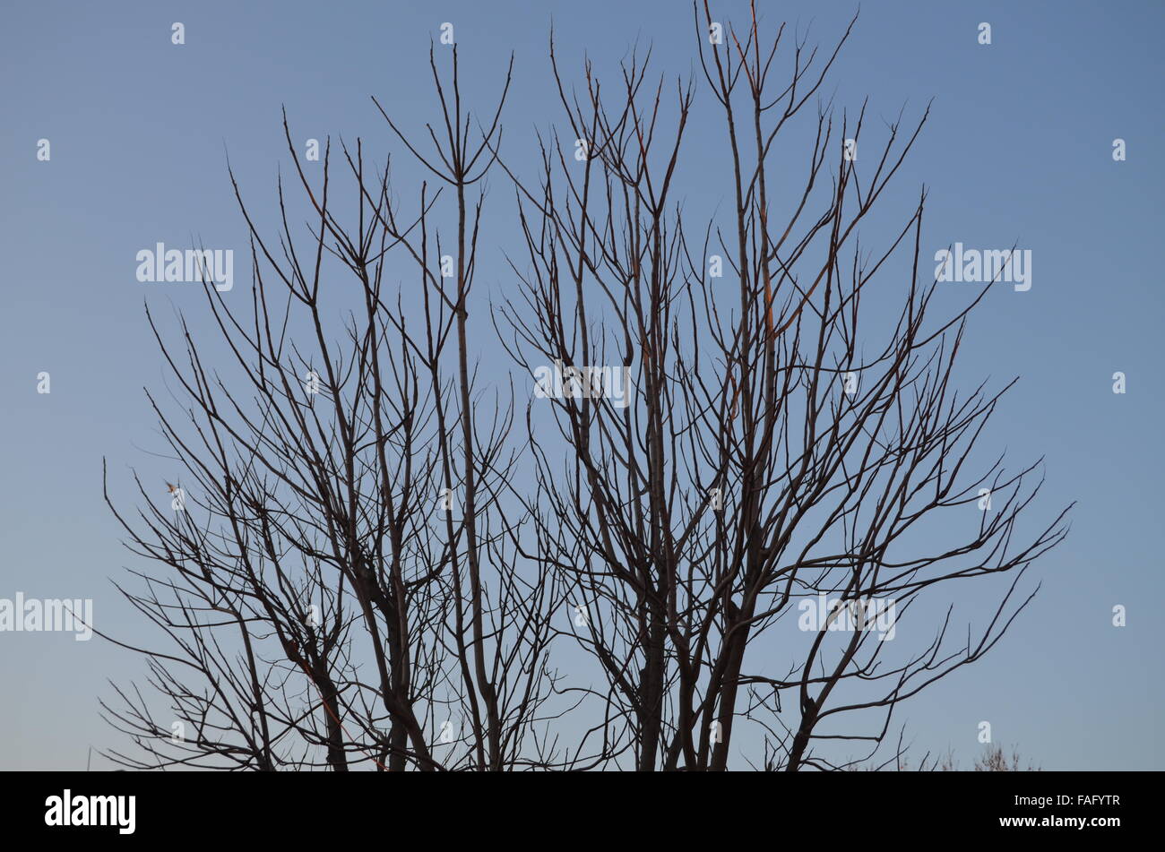 Spreading deciduous tree hi-res stock photography and images - Alamy