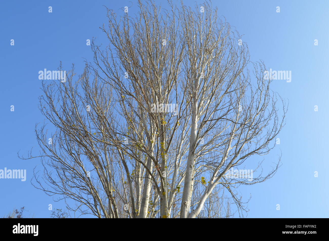 Sky and tree branches hi-res stock photography and images - Alamy