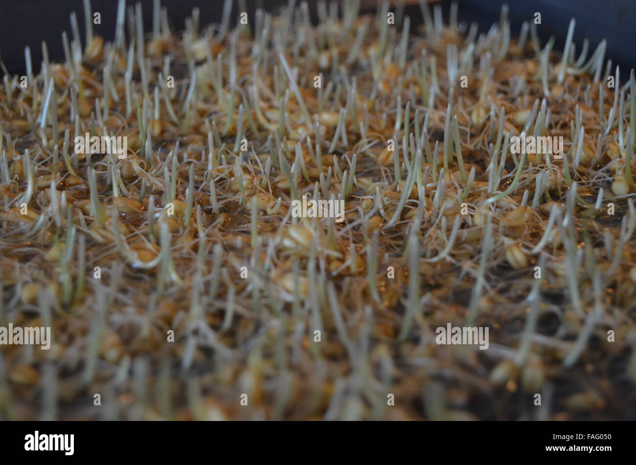 Organic Wheat Sprouts 3 Stock Photo - Alamy