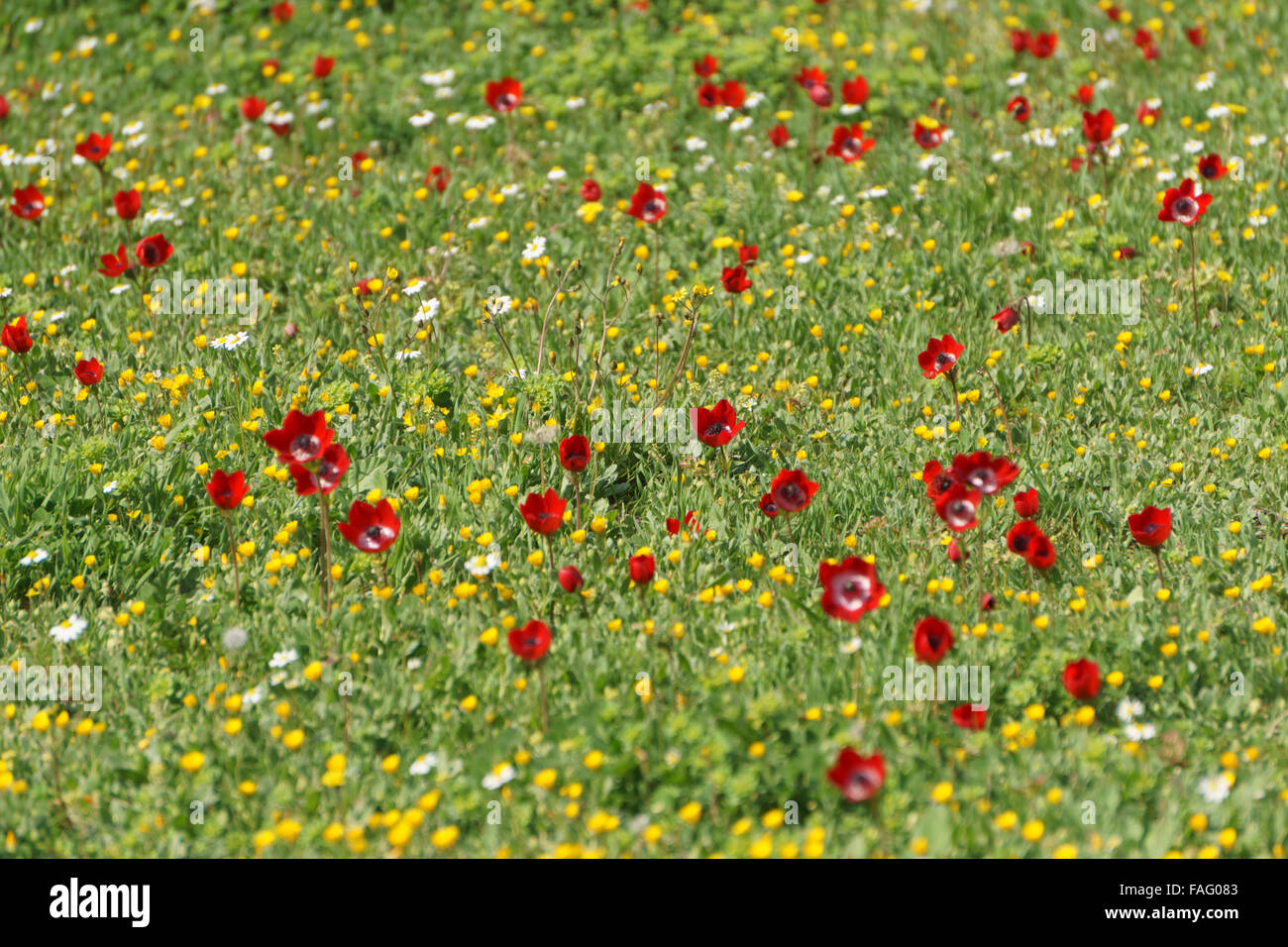 Turkey travel - Hierapolis, spring flowers and landscape with mountain ...