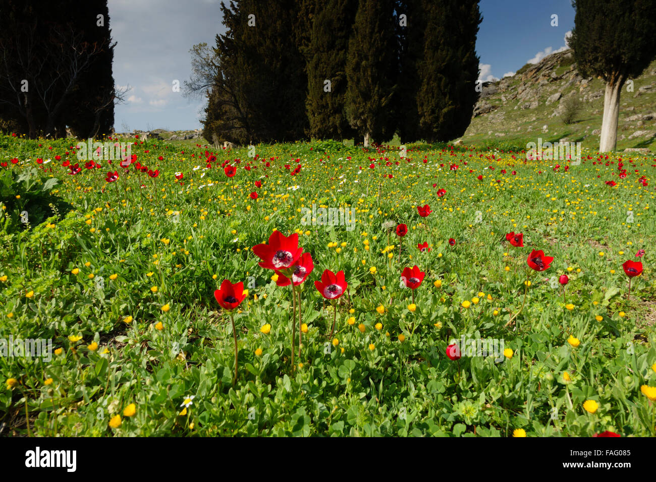 Turkey travel - Hierapolis, spring flowers and landscape with mountain ...