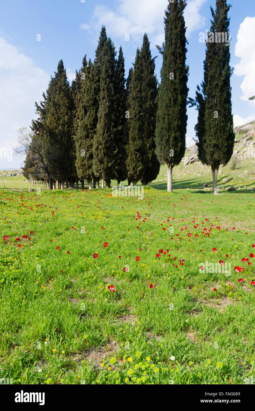 Turkey travel - Hierapolis, spring flowers and landscape with mountain ...