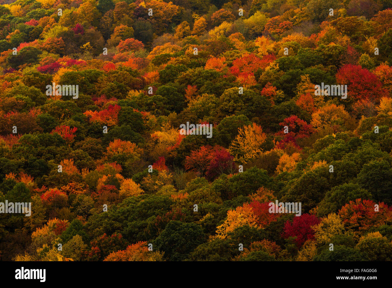 Beautiful fall foliage hi-res stock photography and images - Alamy