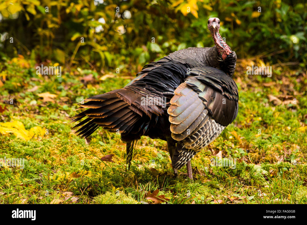 A wild turkey looks at the camera Stock Photo - Alamy