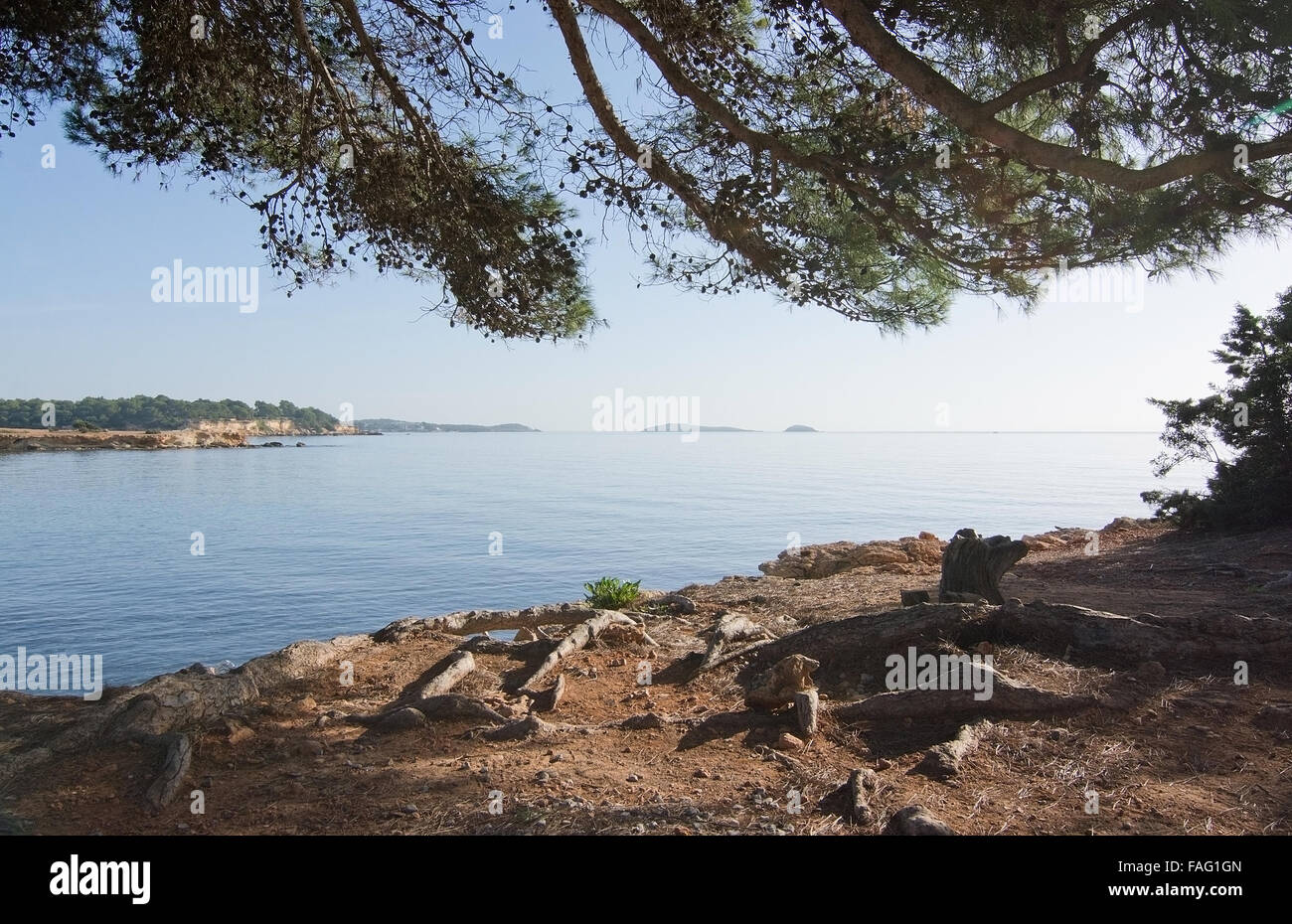 Ibiza natural landscape pine tree branches, roots, red earth and ocean ...