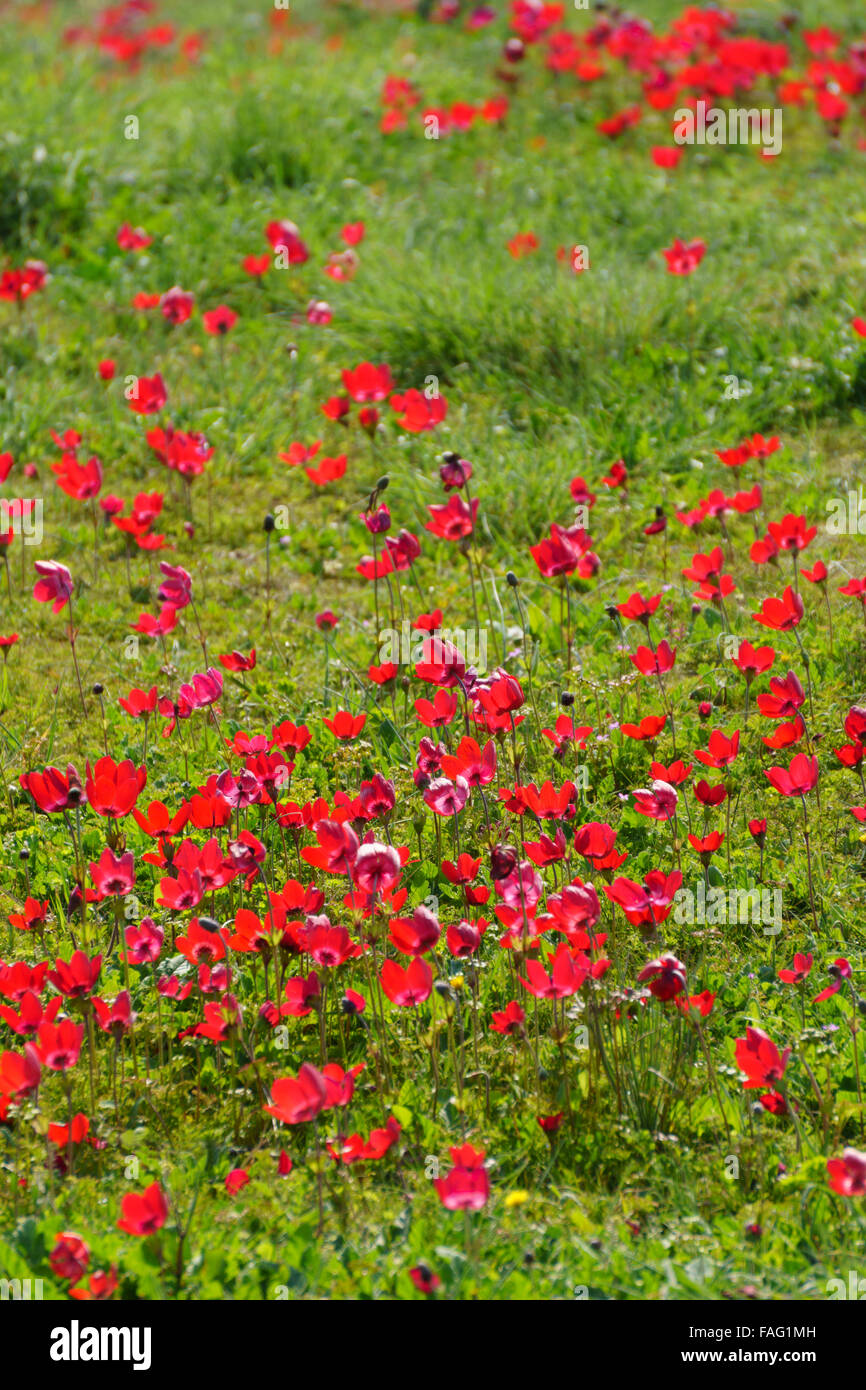 Turkey travel - Hierapolis, spring flowers and landscape with mountain ...