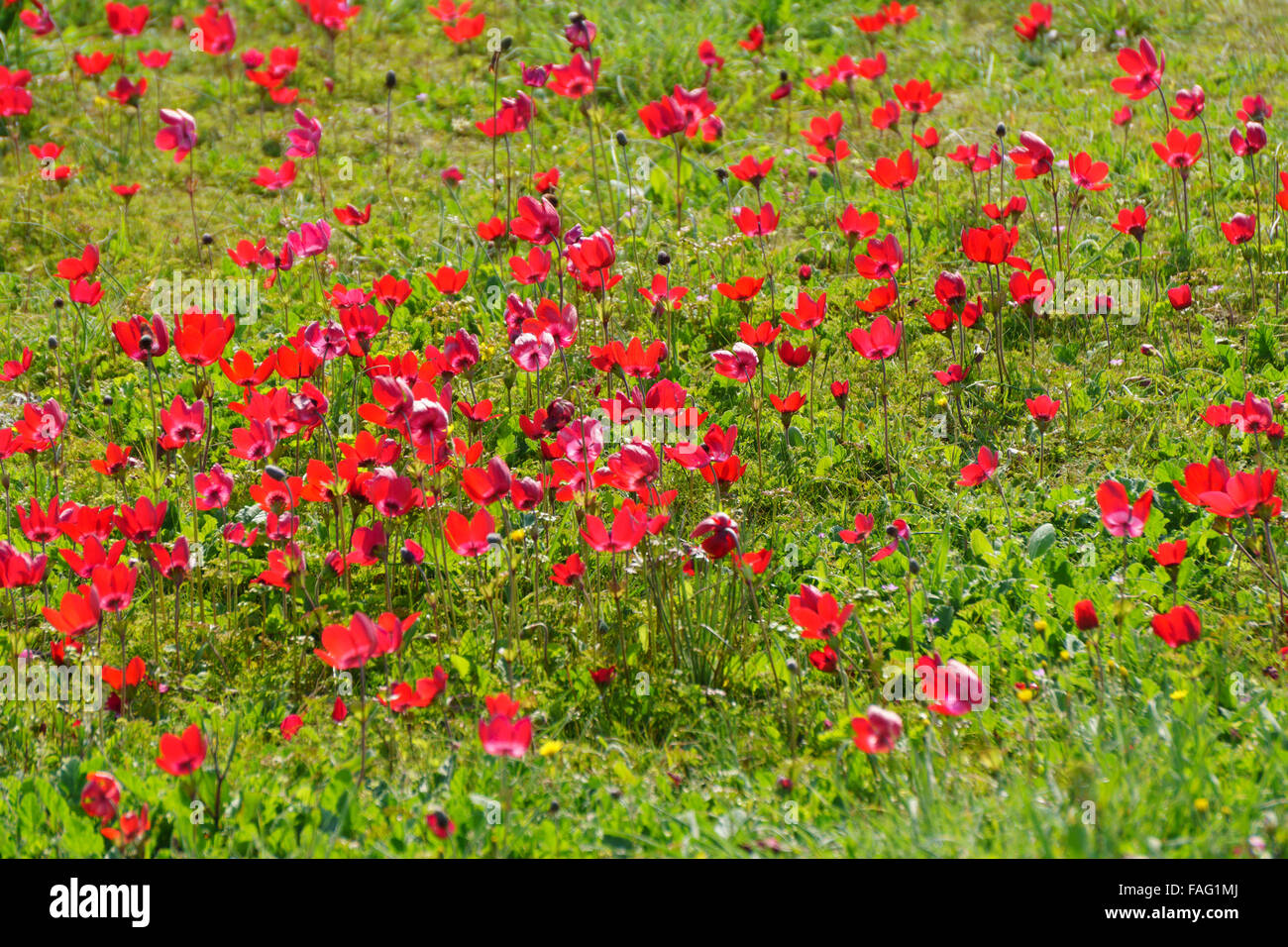 Turkey travel - Hierapolis, spring flowers and landscape with mountain ...