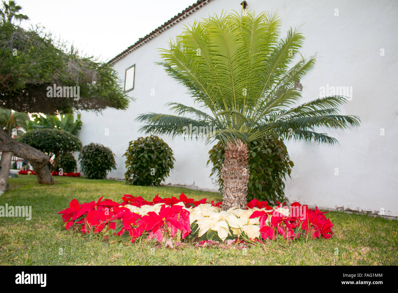 Crown of a palm tree of coconut, Tenerife, Canary islands, Spain Stock ...