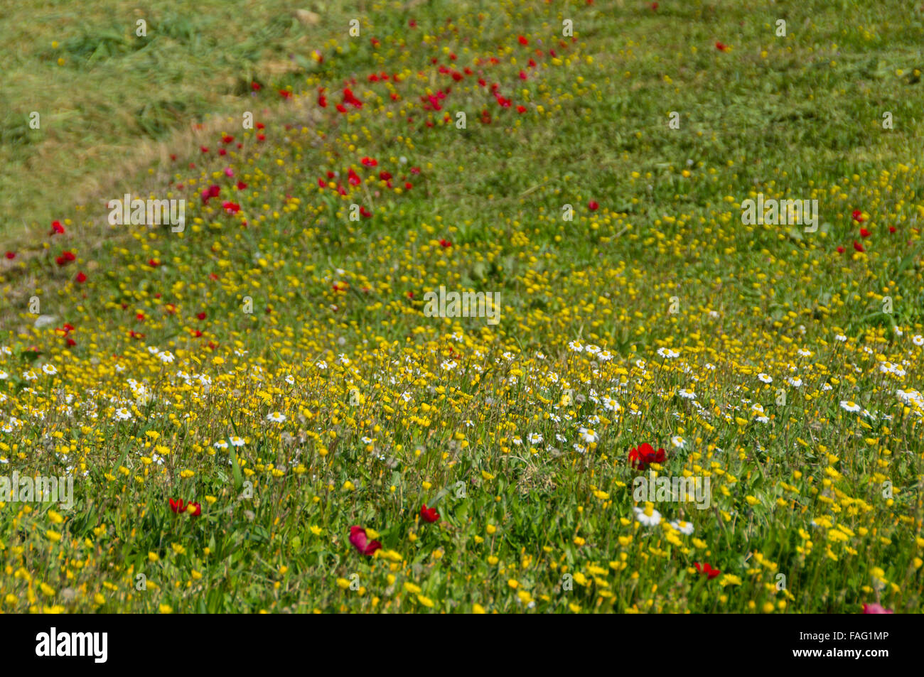 Turkey travel - Hierapolis, spring flowers and landscape with mountain ...