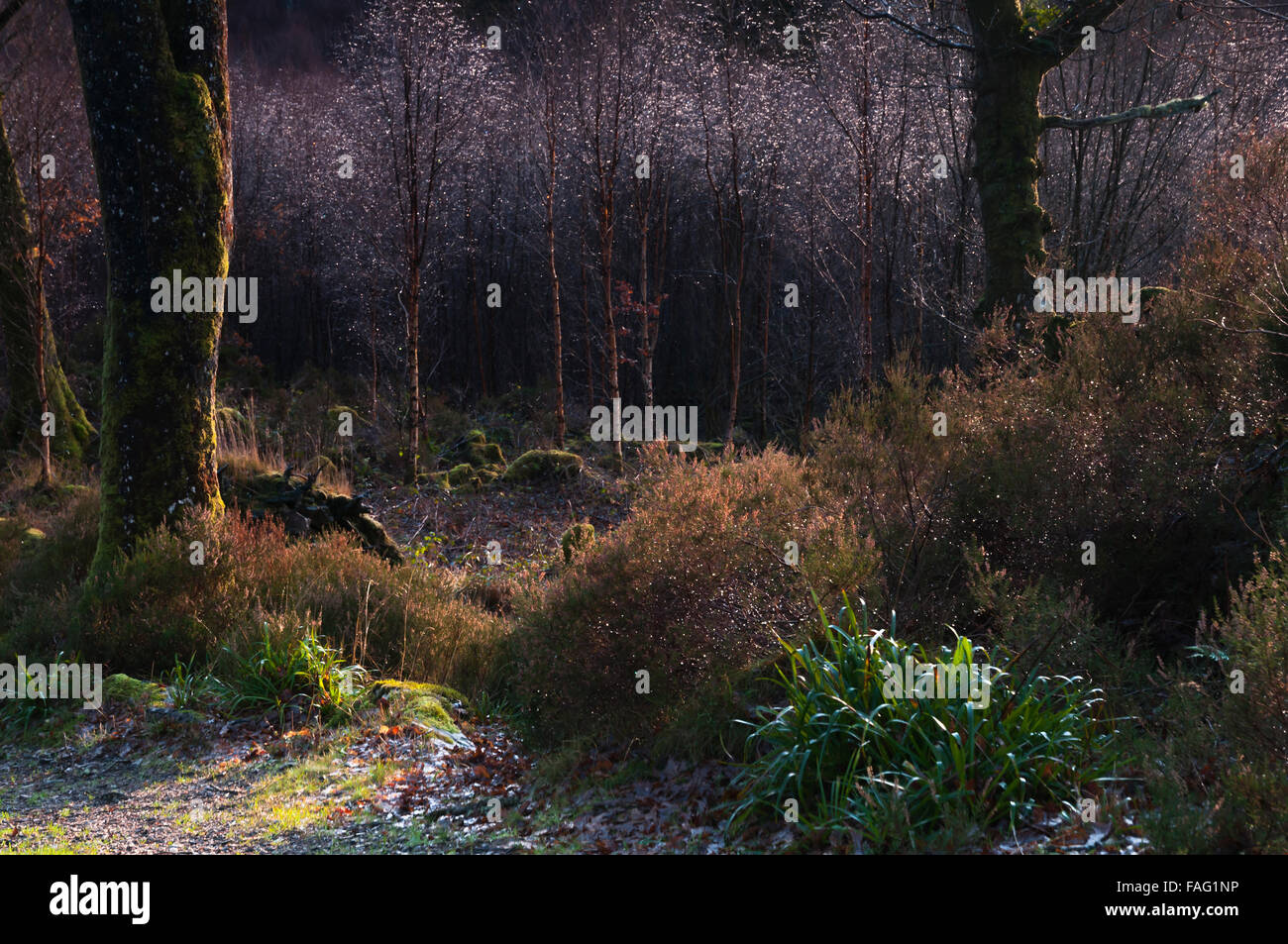 A woodland path down to a stand of young trees dripping in morning dew ...