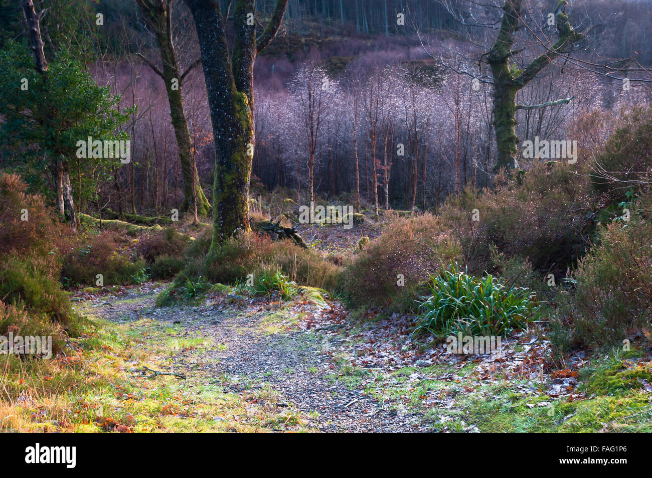 A woodland path down to a stand of young trees dripping in morning dew ...