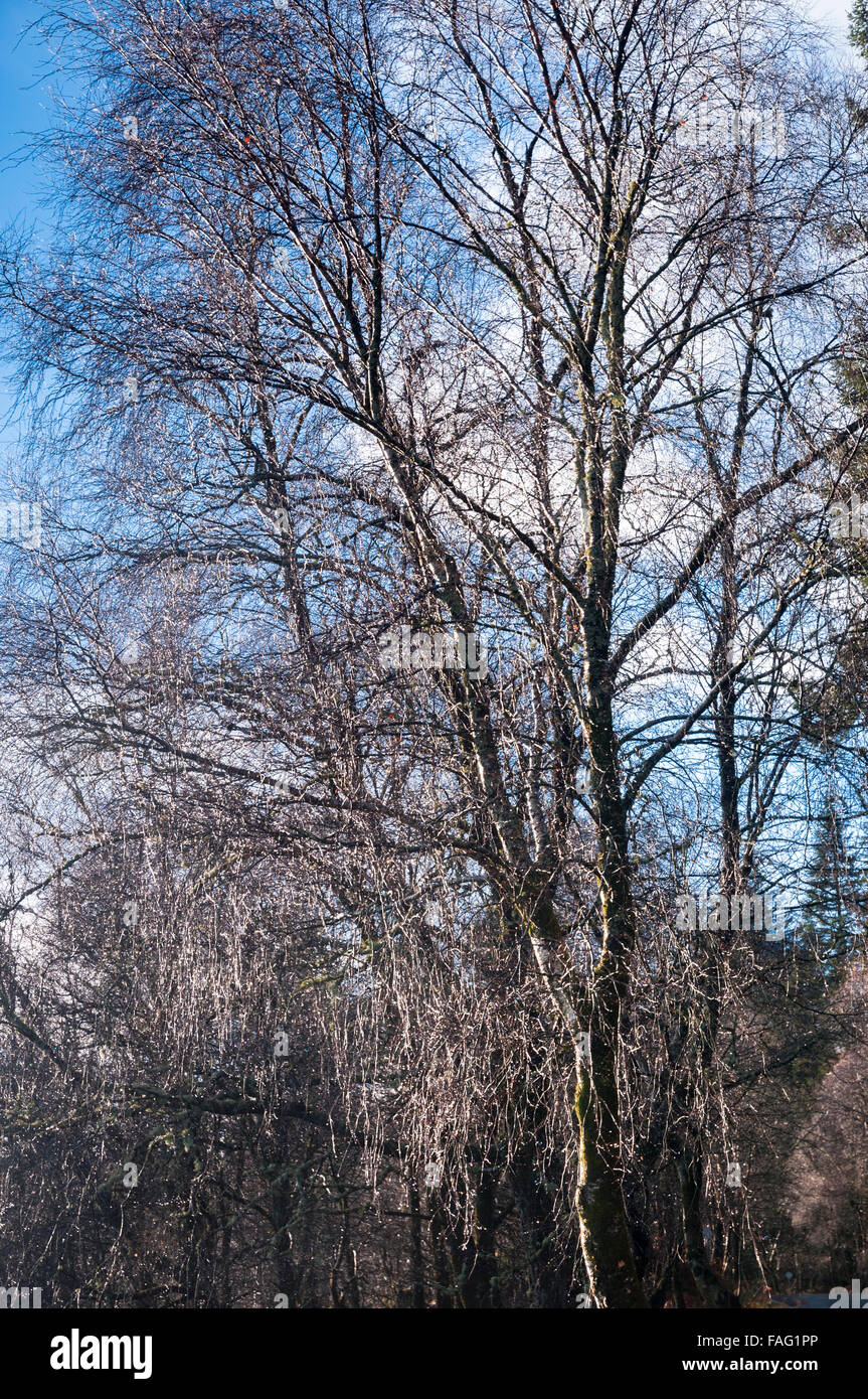 Tall tree boughs hi-res stock photography and images - Alamy