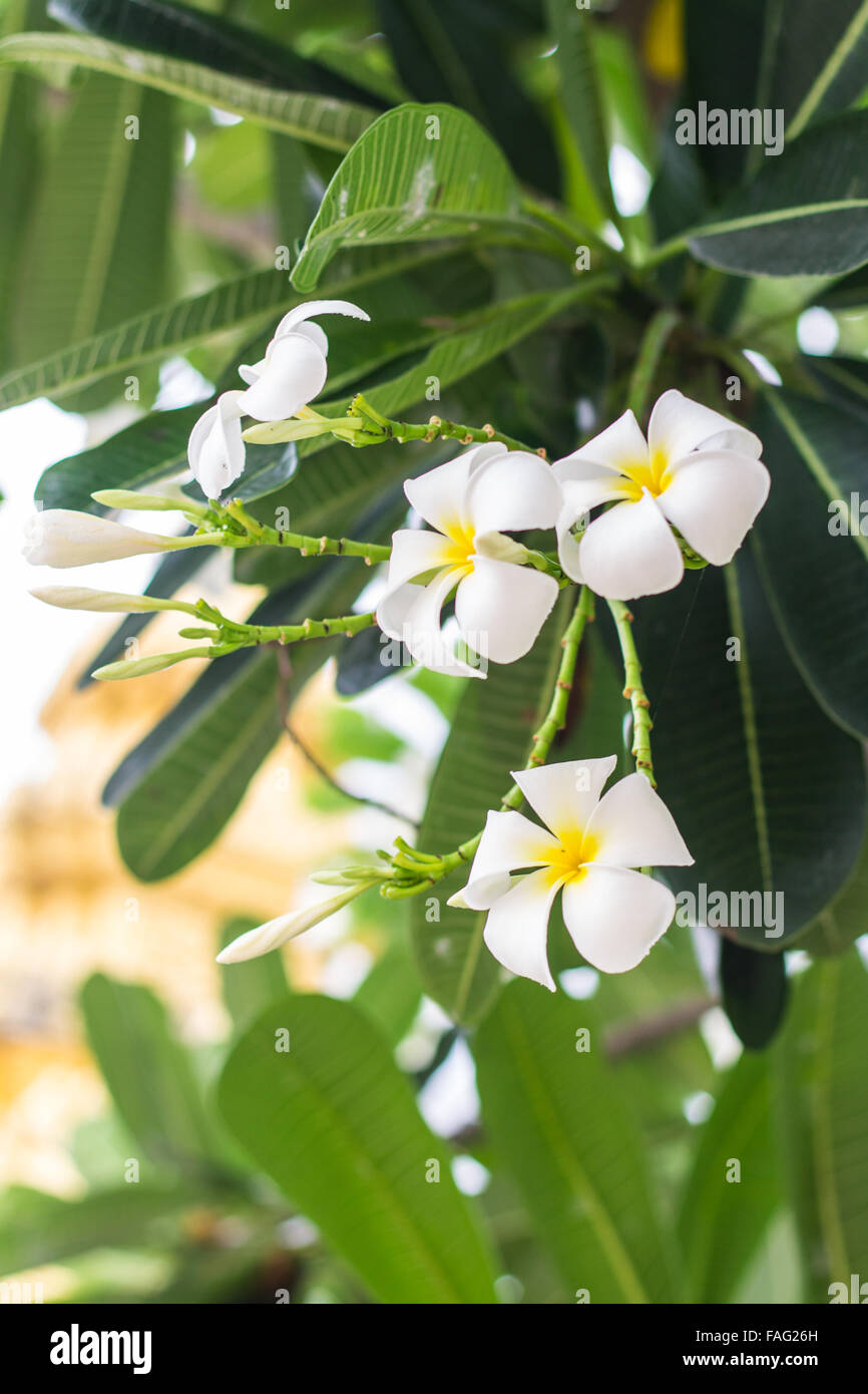Fiji flowers hi-res stock photography and images - Alamy