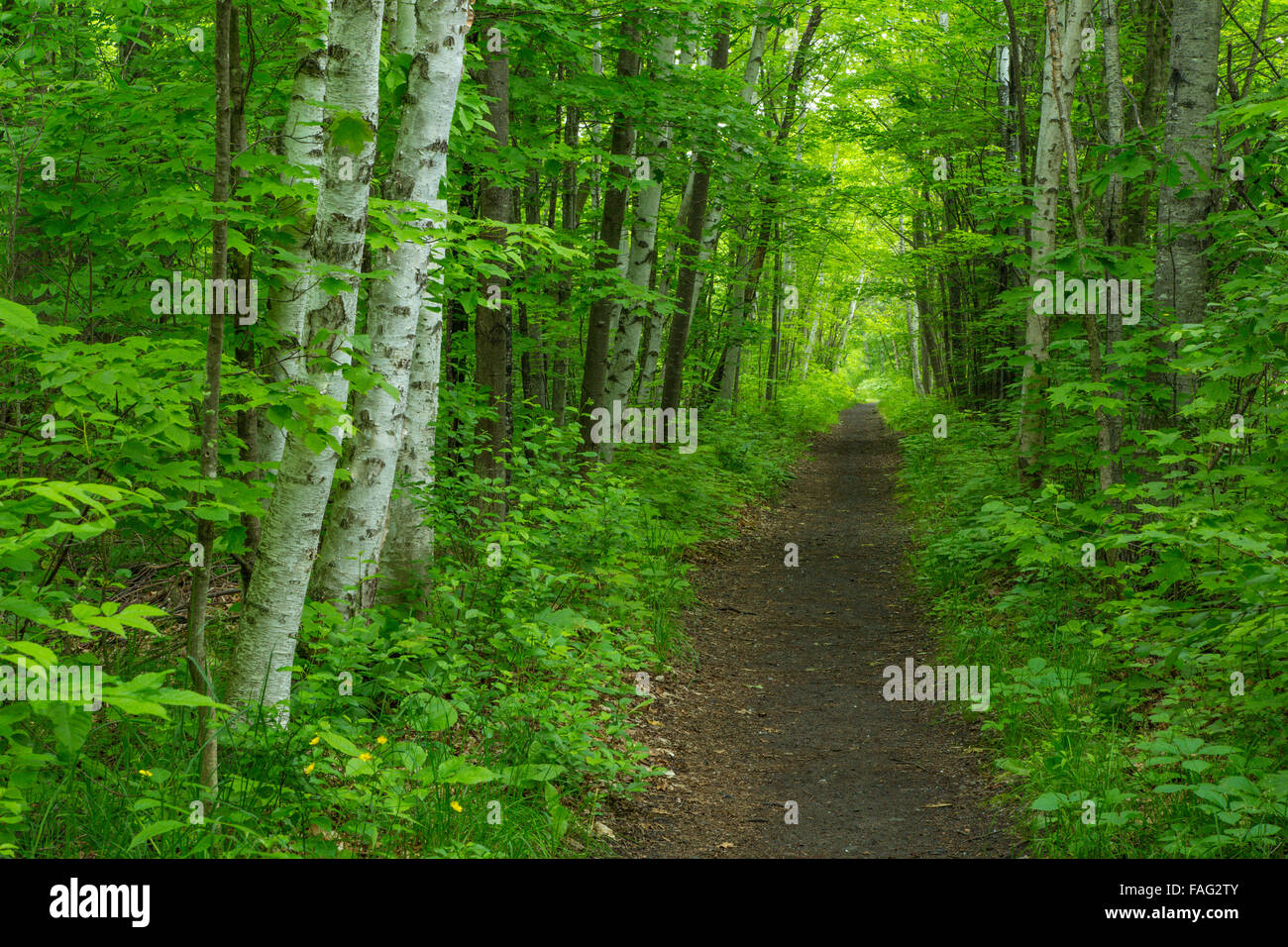 Path though green summer woods in Two Harbors Minnesota Stock Photo - Alamy
