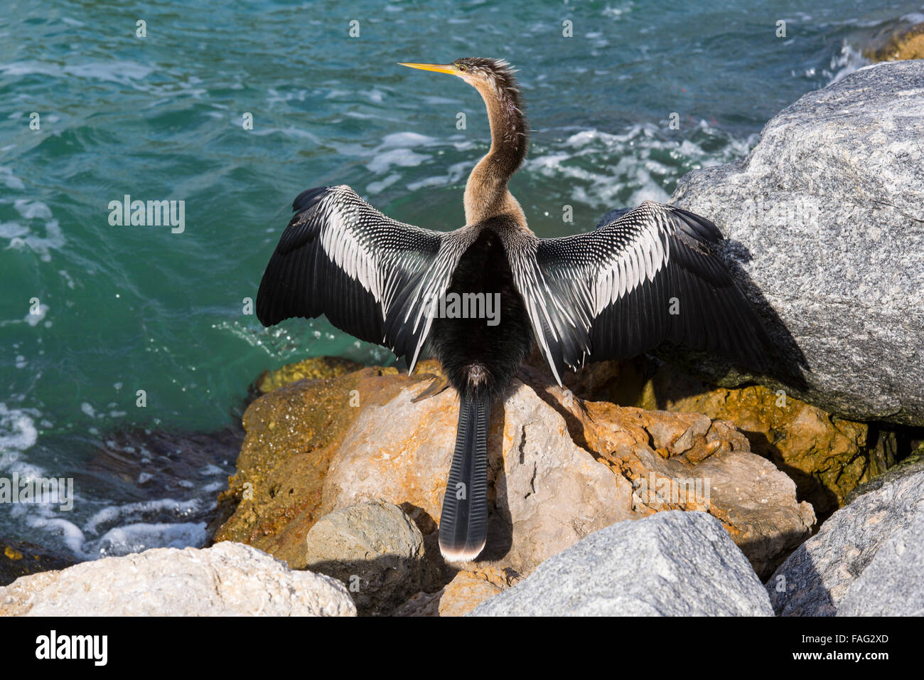 Anhinga or Snakebird (Anhingidae) drying wings on rocks in Florida ...