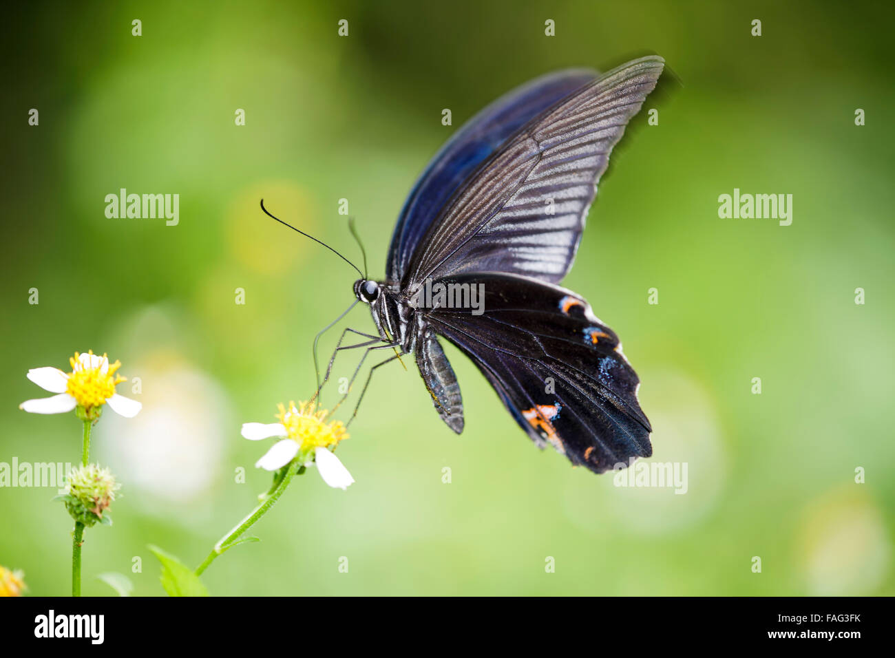 The Closeup butterfly on flower with nice background Stock Photo - Alamy