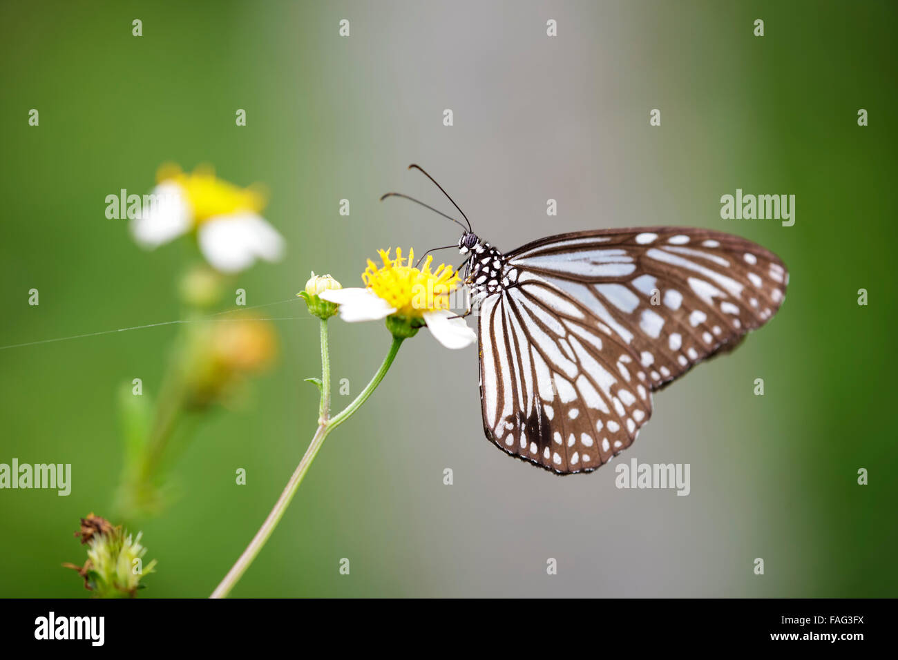 The Closeup butterfly on flower with nice background Stock Photo - Alamy