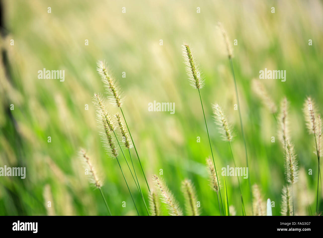 The Dry reed bending over the water. Retro style Stock Photo - Alamy