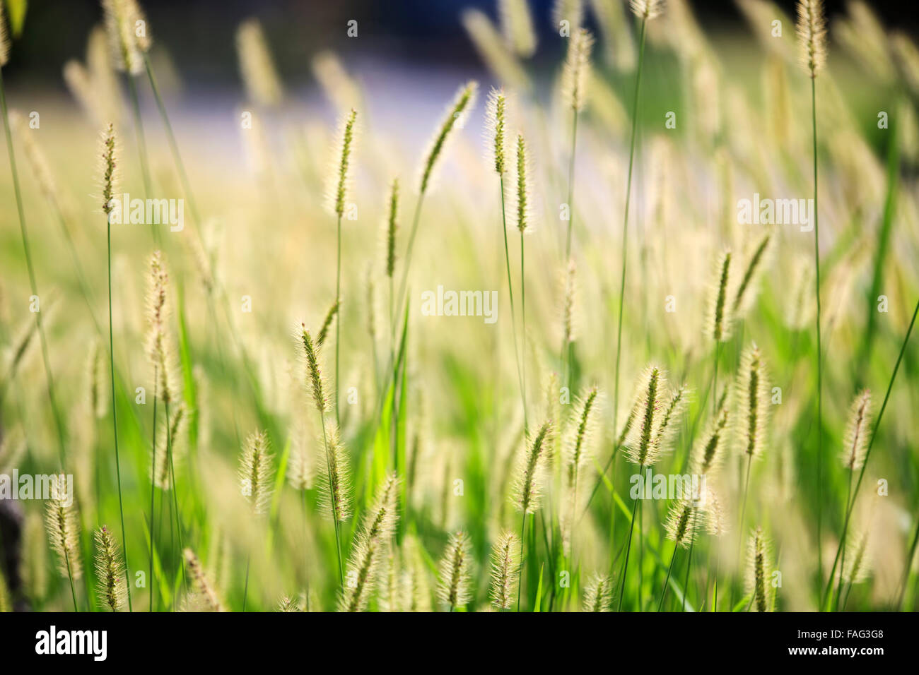 Reed Bending High Resolution Stock Photography and Images - Alamy