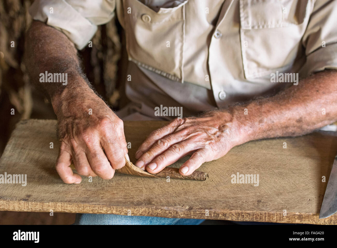 Cuba Cigar Rolling , Cuban Hand Rolled Cigar Maker Stock Photo - Alamy