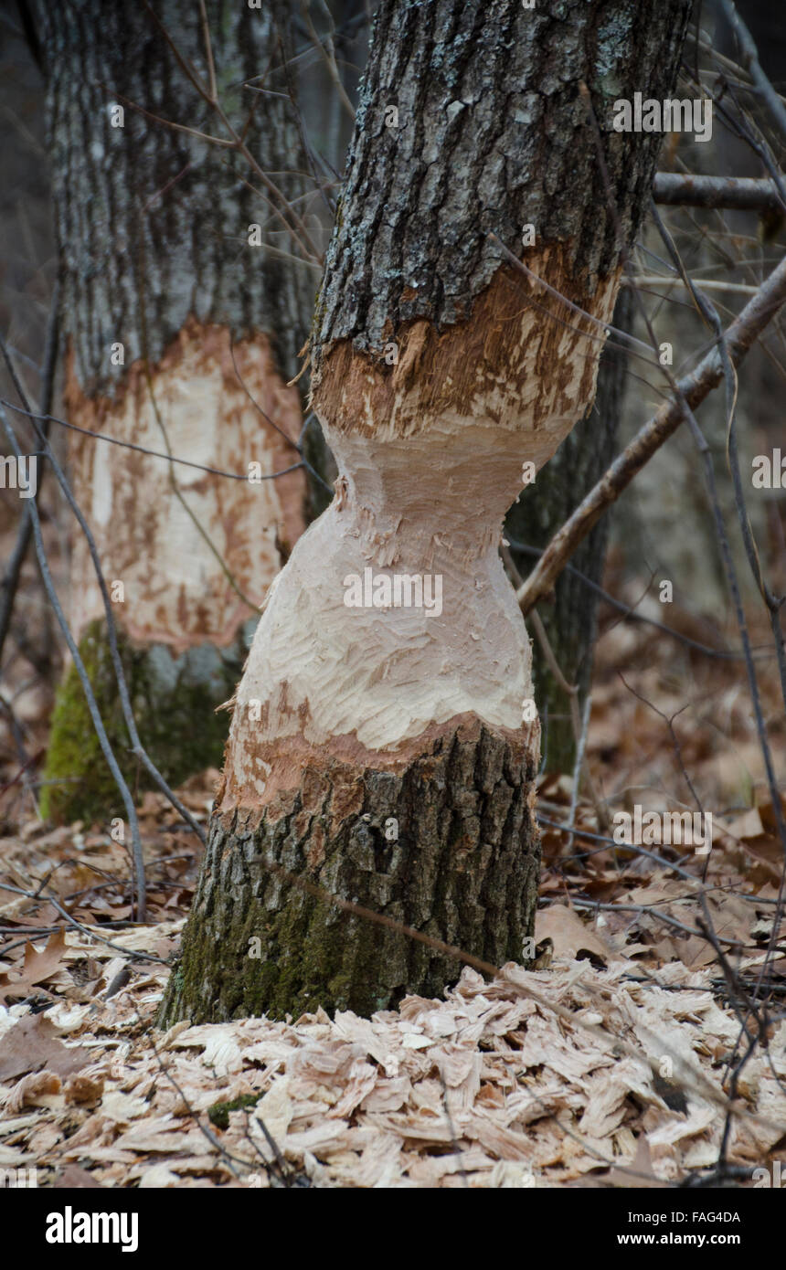 Beaver tree chew hi-res stock photography and images - Alamy