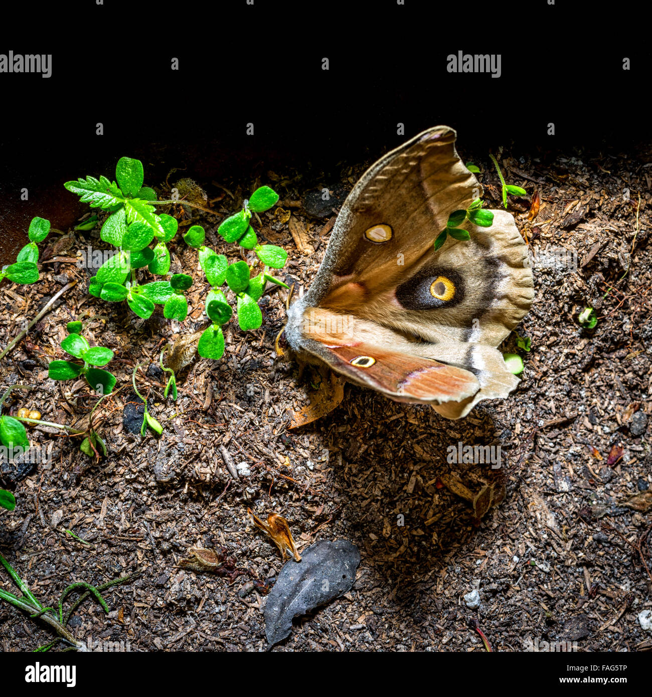 Moth in our backyard on the ground Stock Photo - Alamy