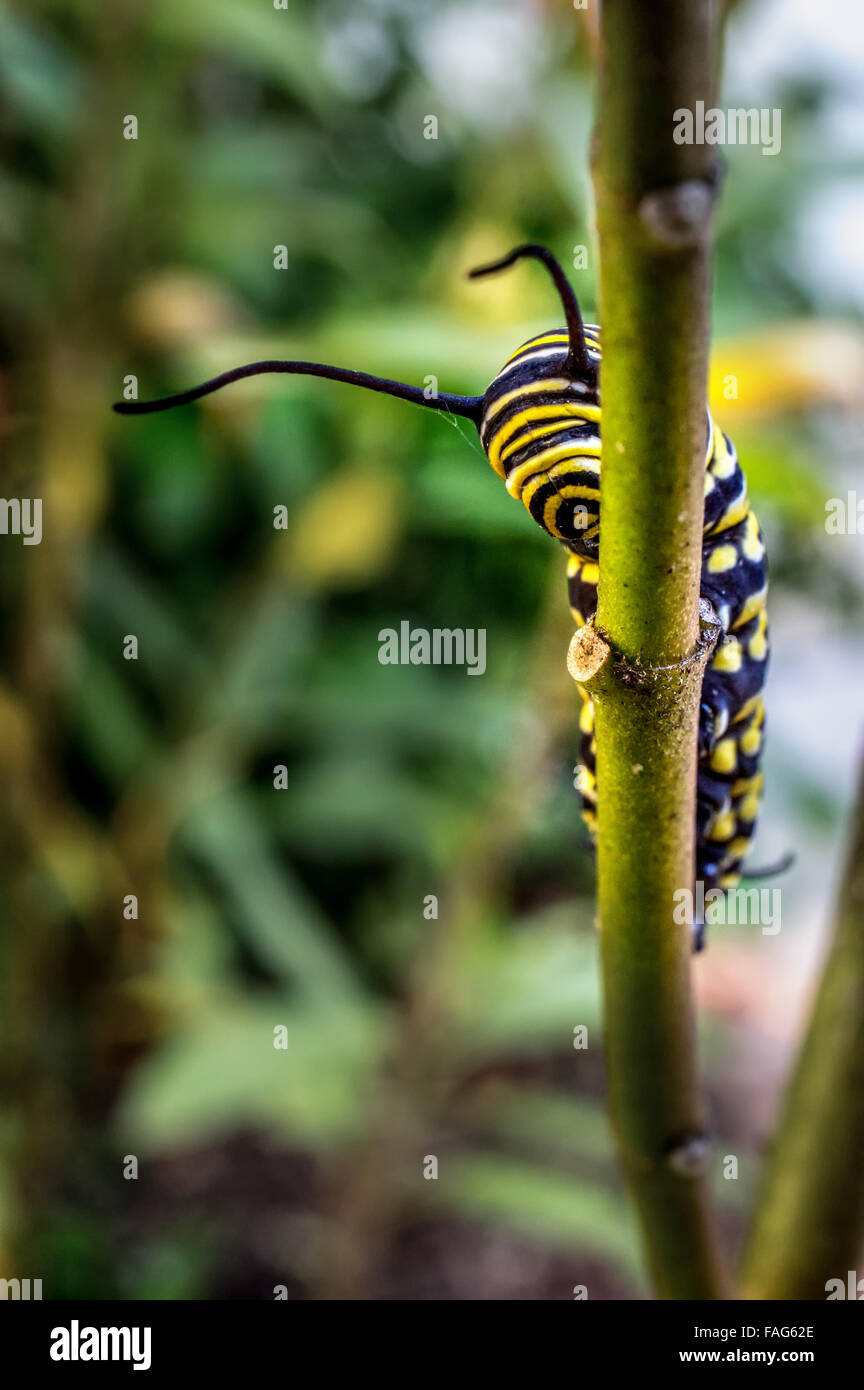 Plants That Attract Monarch Caterpillars at Tina Causey blog