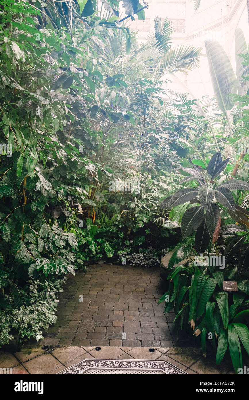 Green leaf plant conservatory hi-res stock photography and images - Alamy