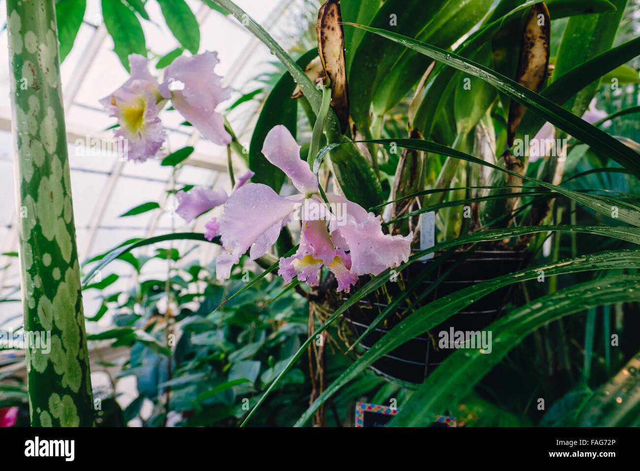 Green leaf plant conservatory hi-res stock photography and images - Alamy