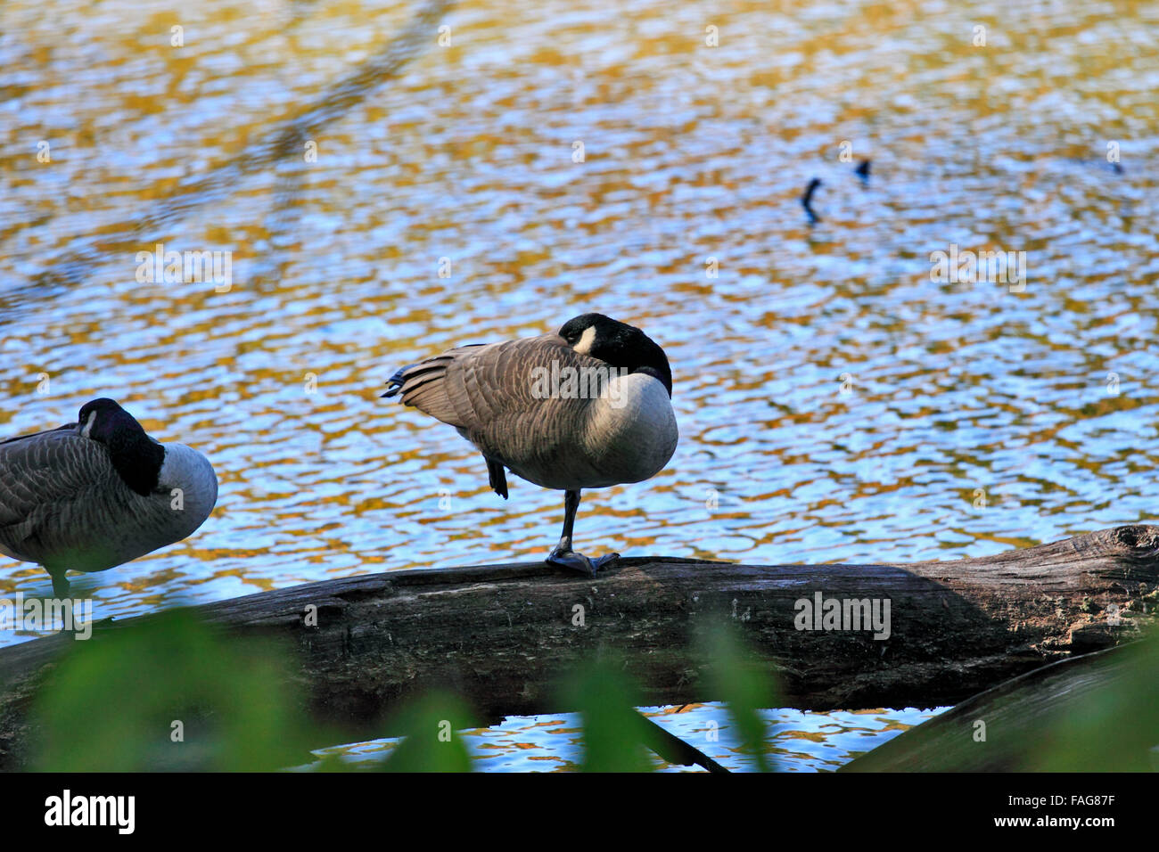 Sleeping goose hi-res stock photography and images - Alamy