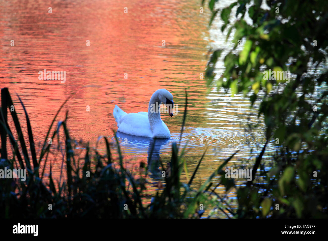 Peaceful swan hi-res stock photography and images - Alamy