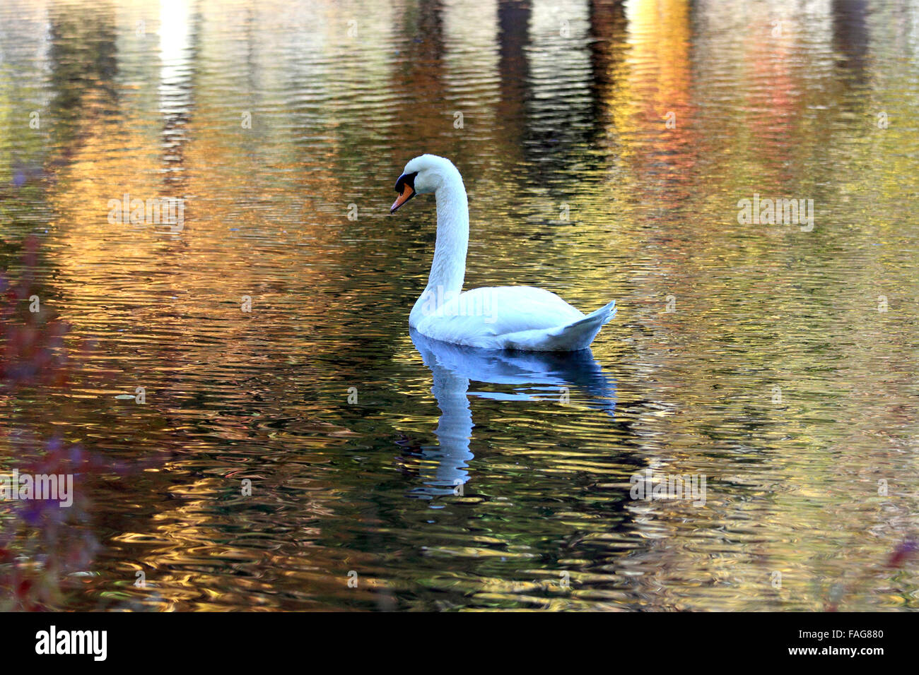 Colorful swan hi-res stock photography and images - Alamy