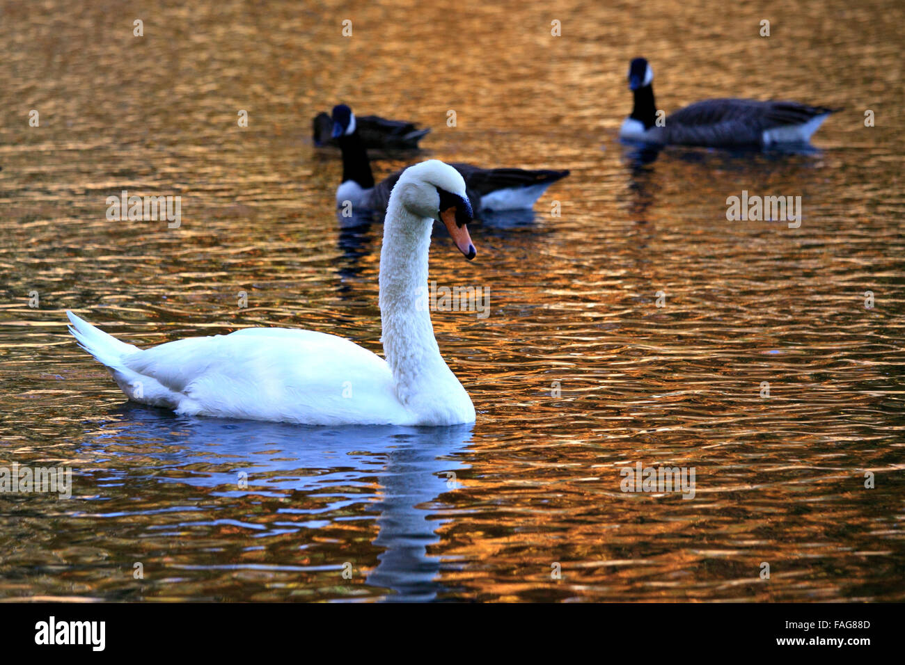 Swan duck hi-res stock photography and images - Alamy