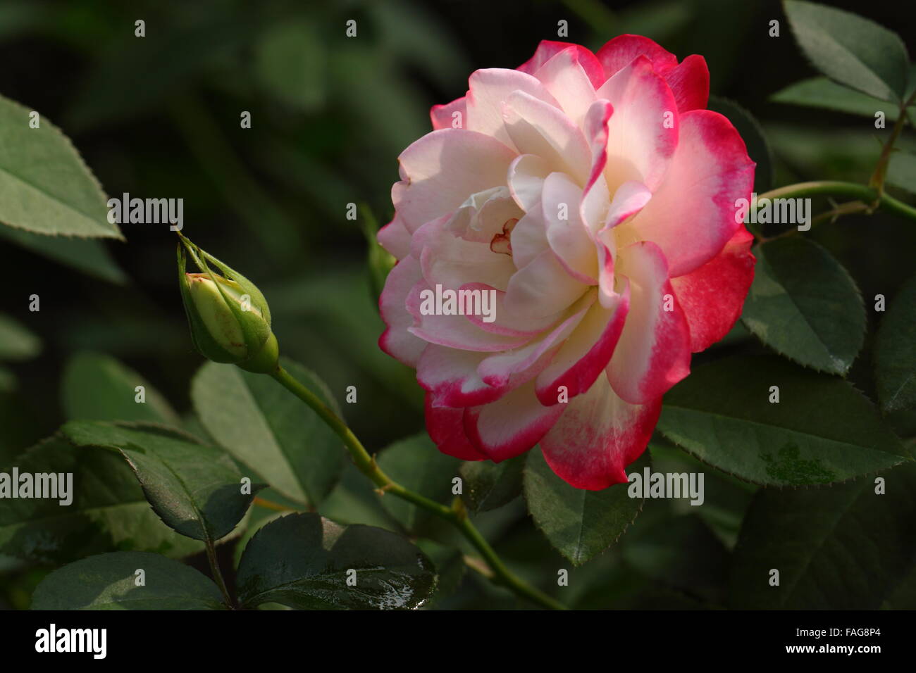 Rose : 'Jubile du prince de Monaco' Stock Photo - Alamy