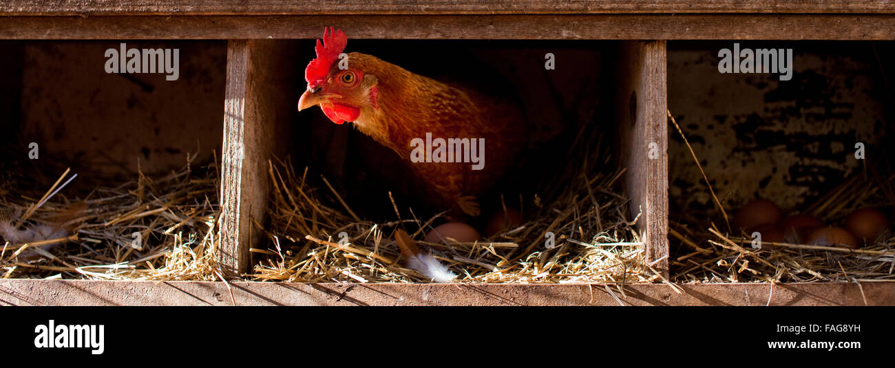 Chicken coup hi-res stock photography and images - Alamy