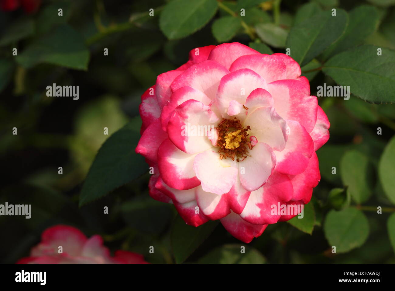 Rose : 'Jubile du prince de Monaco' Stock Photo - Alamy