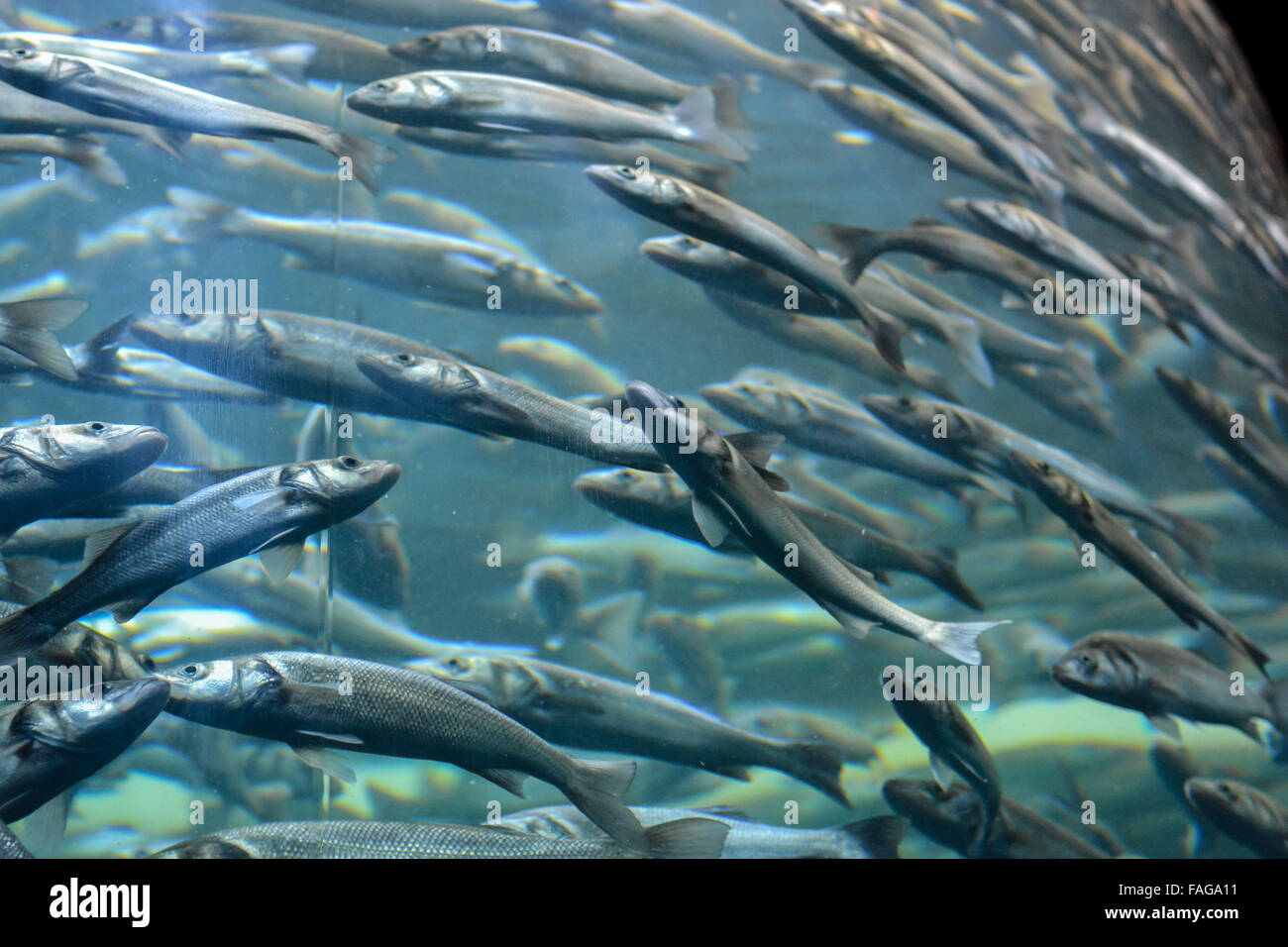 School of Silver Gray Fish Stock Photo - Alamy
