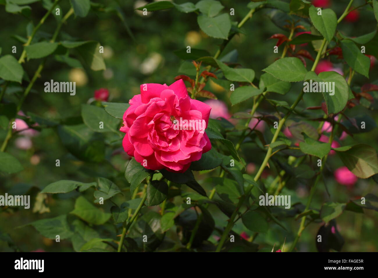 Beautiful Rose flower in the garden Stock Photo - Alamy