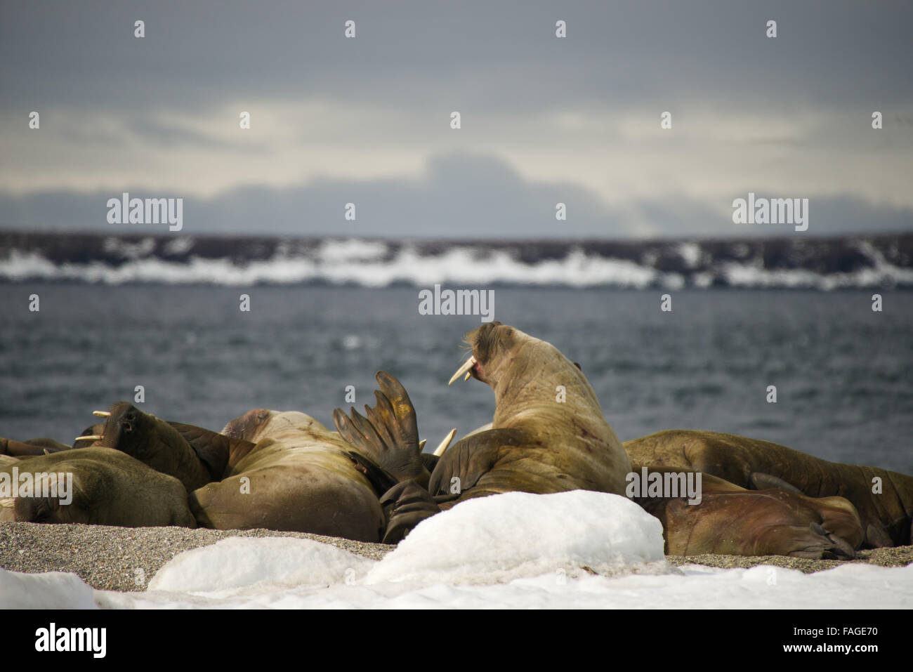 Walruses with giant tusks at Arctic haul-out Stock Photo - Alamy