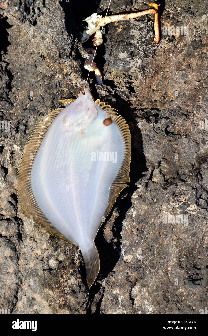 Dead Stingray Fish Stock Photo - Alamy