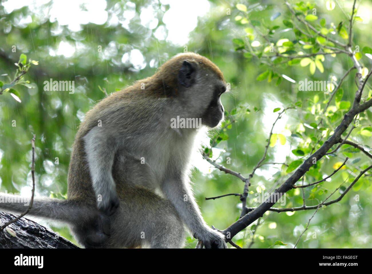Monkey ignoring the rain that was falling. I am scratching Stock Photo ...